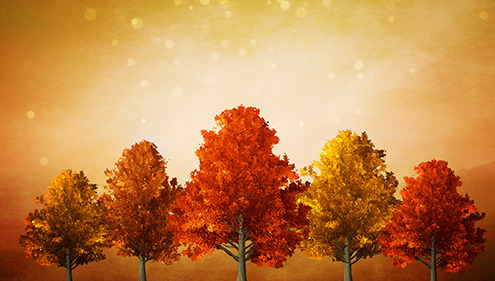 FallTreeLine | 1000+ Royalty Free Motion Backgrounds and Video Loops